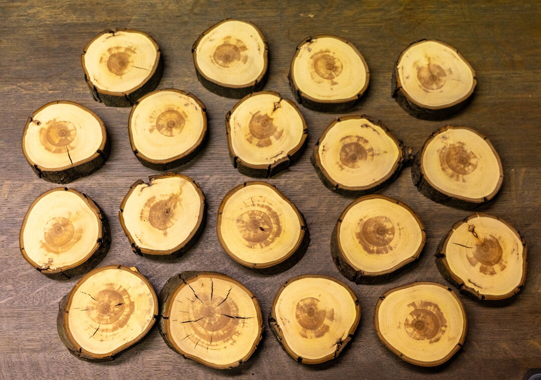 Pear, Pyrus Communis, 18 Wooden Discs, Approximately 6.5-8.5 Cm in ...