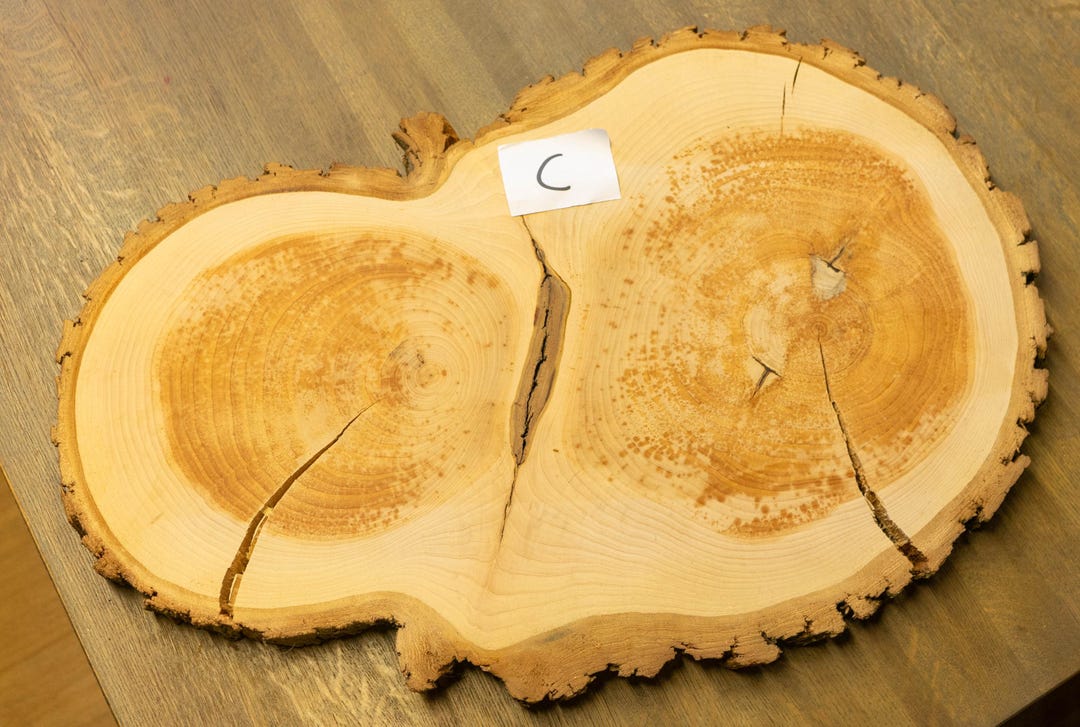 Tree Disc Thuja Occidentalis, Decoration, Scented Wood Roughly Sanded ...
