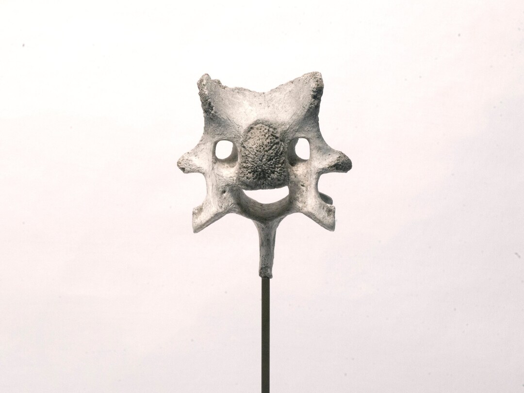Boney Mcboneface. Happy, Scared Face Sculpture. Found Object Art Bovine ...