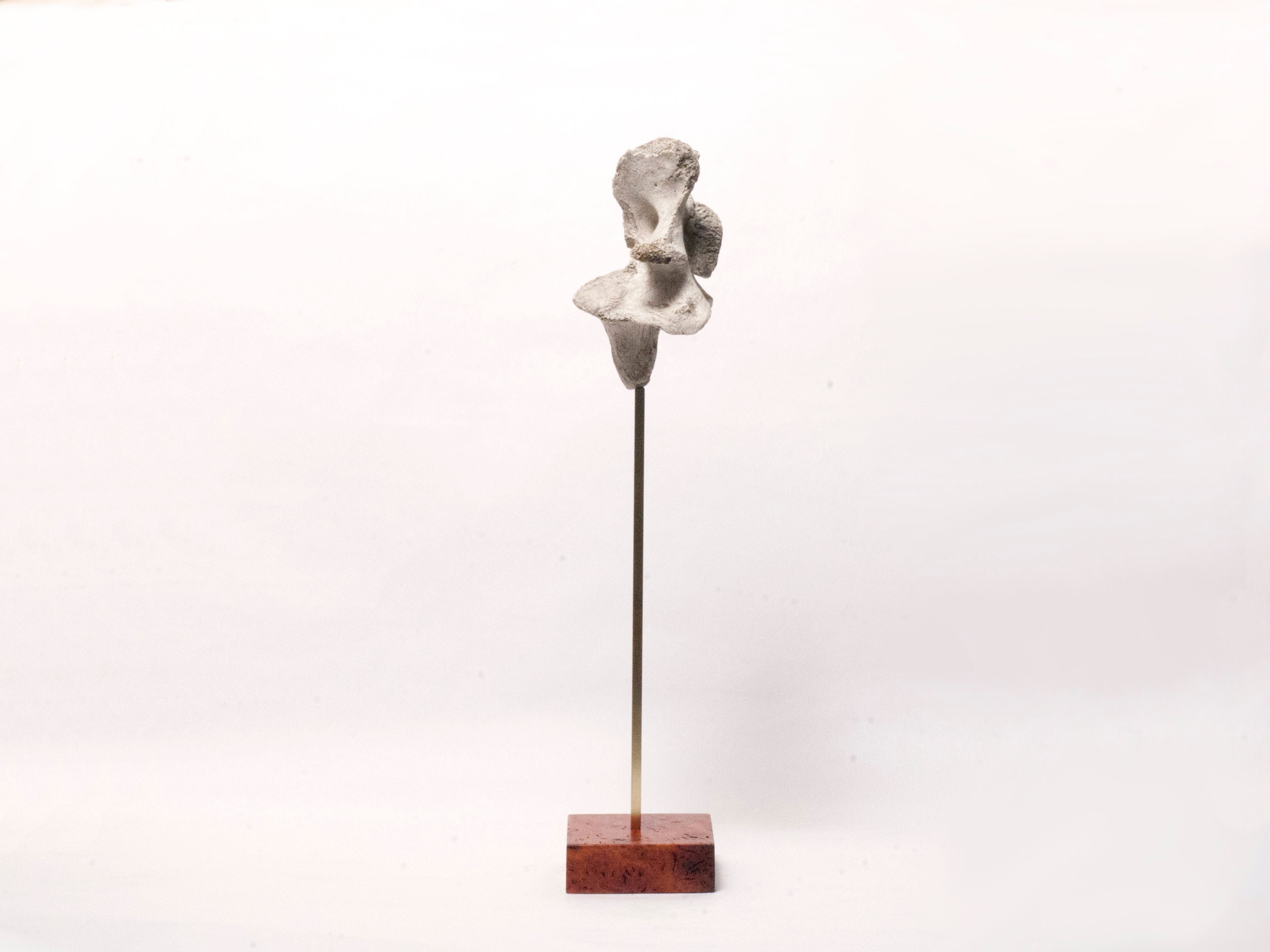 Boney Mcboneface. Happy, Scared Face Sculpture. Found Object Art Bovine ...