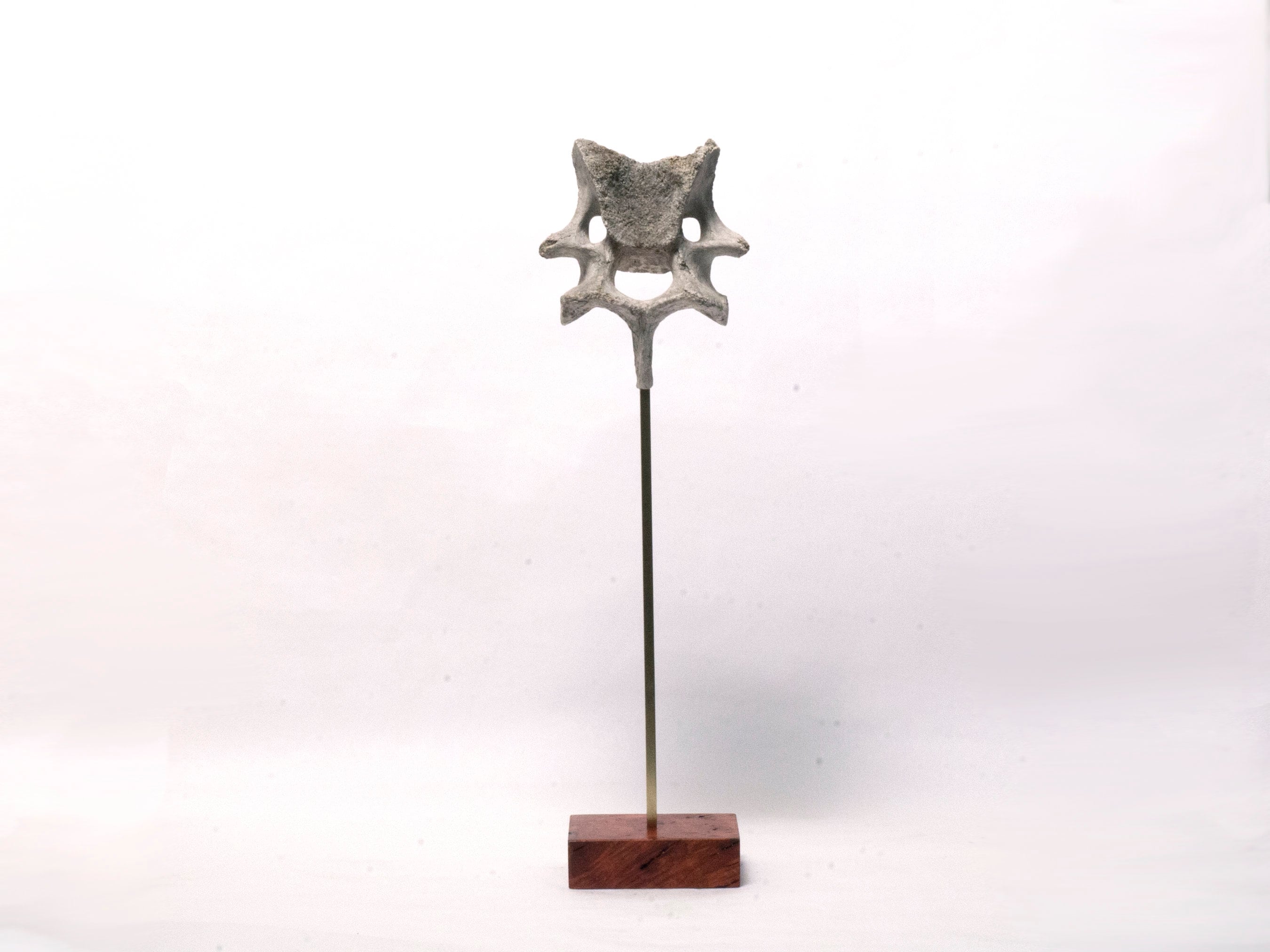 Boney Mcboneface. Happy, Scared Face Sculpture. Found Object Art Bovine ...