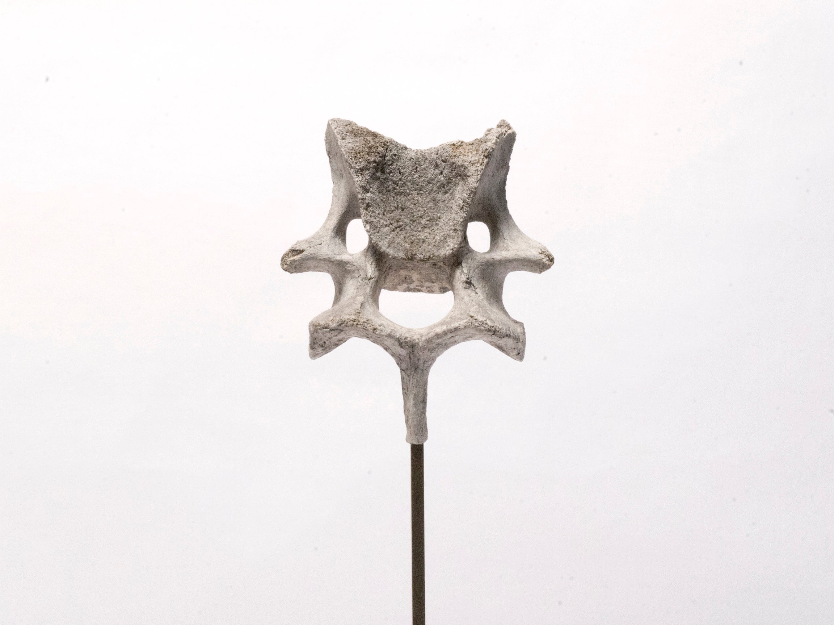 Boney Mcboneface. Happy, Scared Face Sculpture. Found Object Art Bovine ...