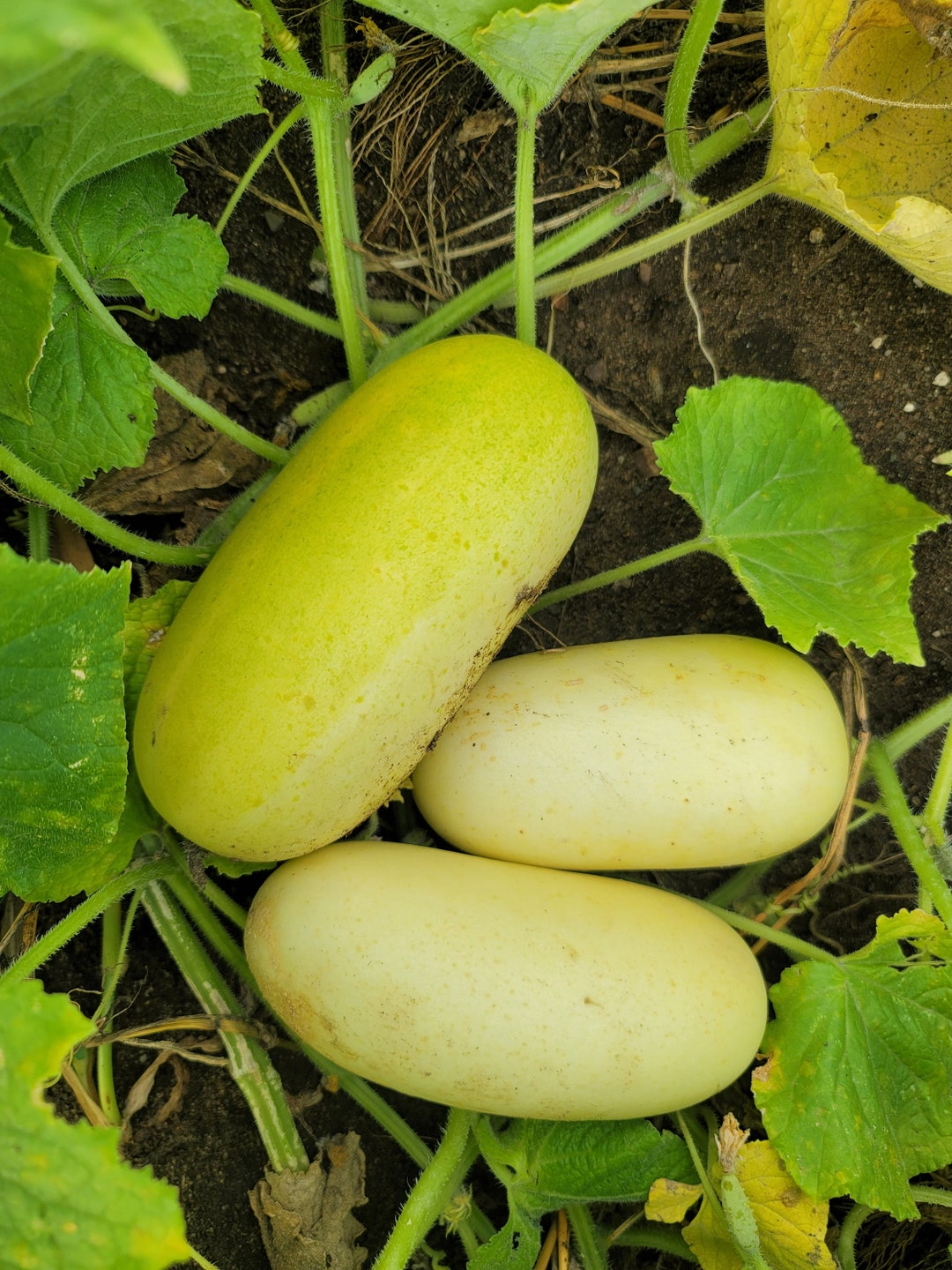 Hmong Small White Cucumber - Etsy