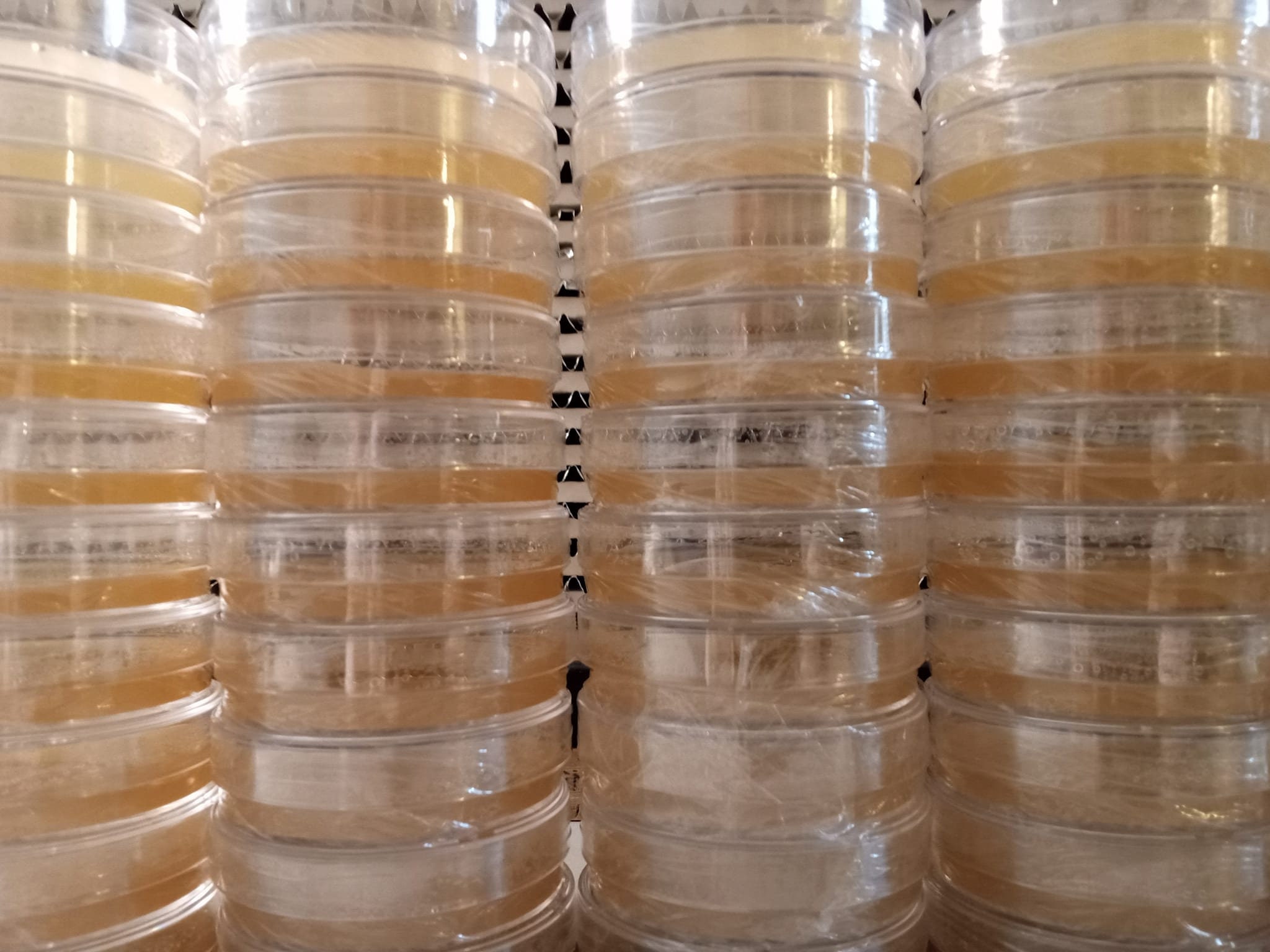 Agar Plates-20 Pack of 60mm LMEA Plates - Etsy