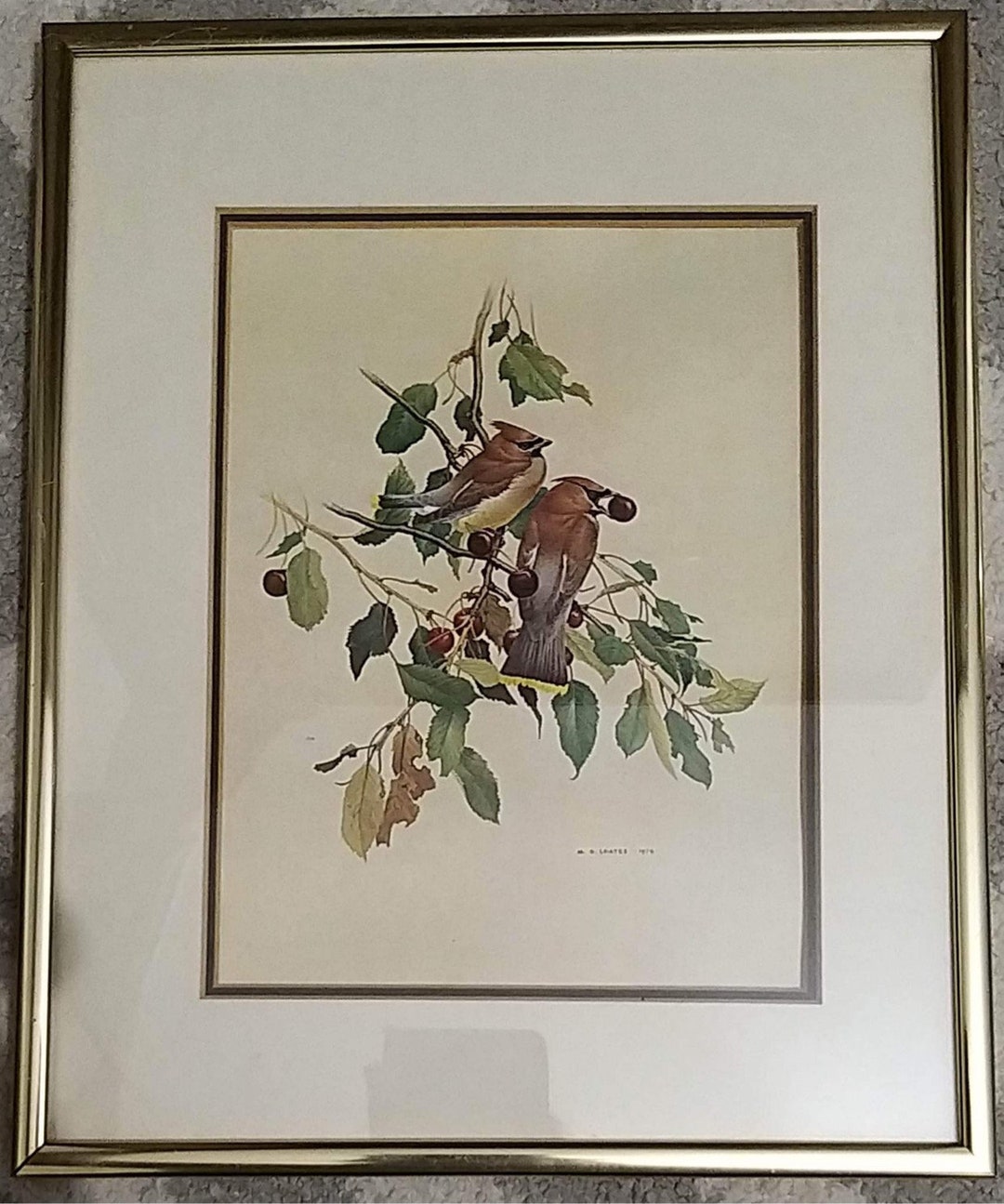 Cedar Waxwings in Cherry Tree by M. G. Loates 1974 Framed - Etsy