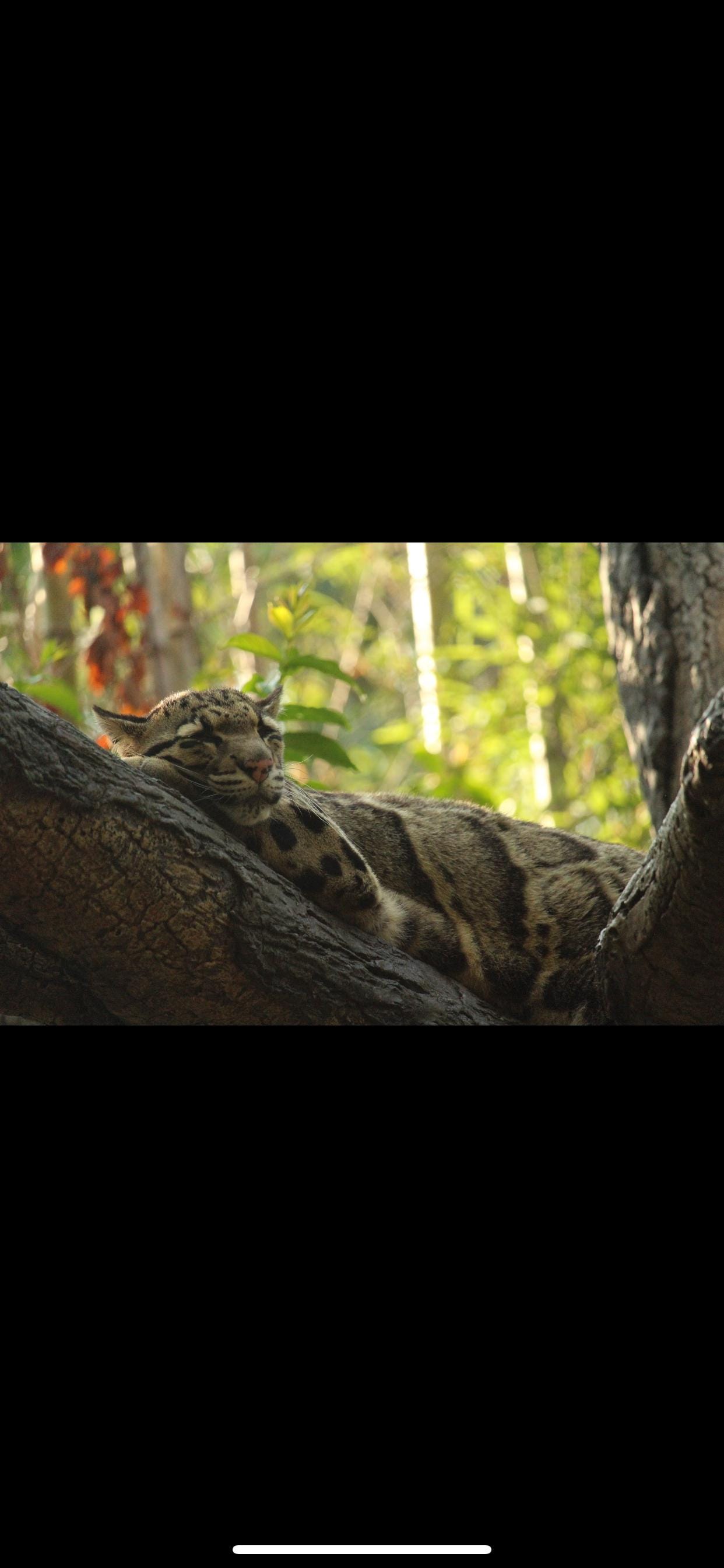 Clouded Leopard - Etsy