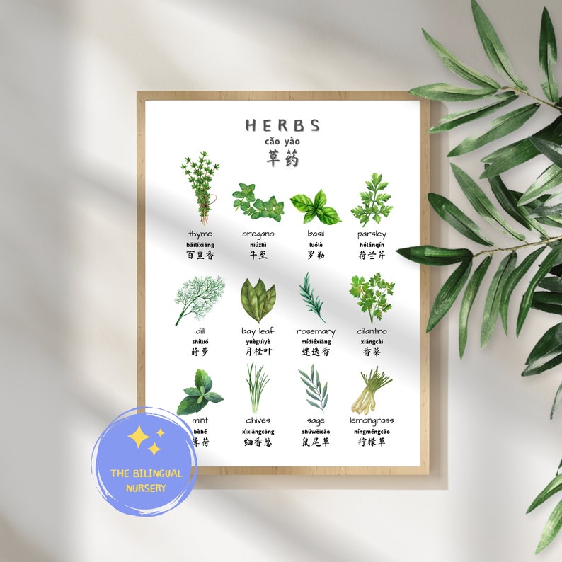 Herbs Chinese English Poster Bilingual Herbs Poster Educational Kids ...