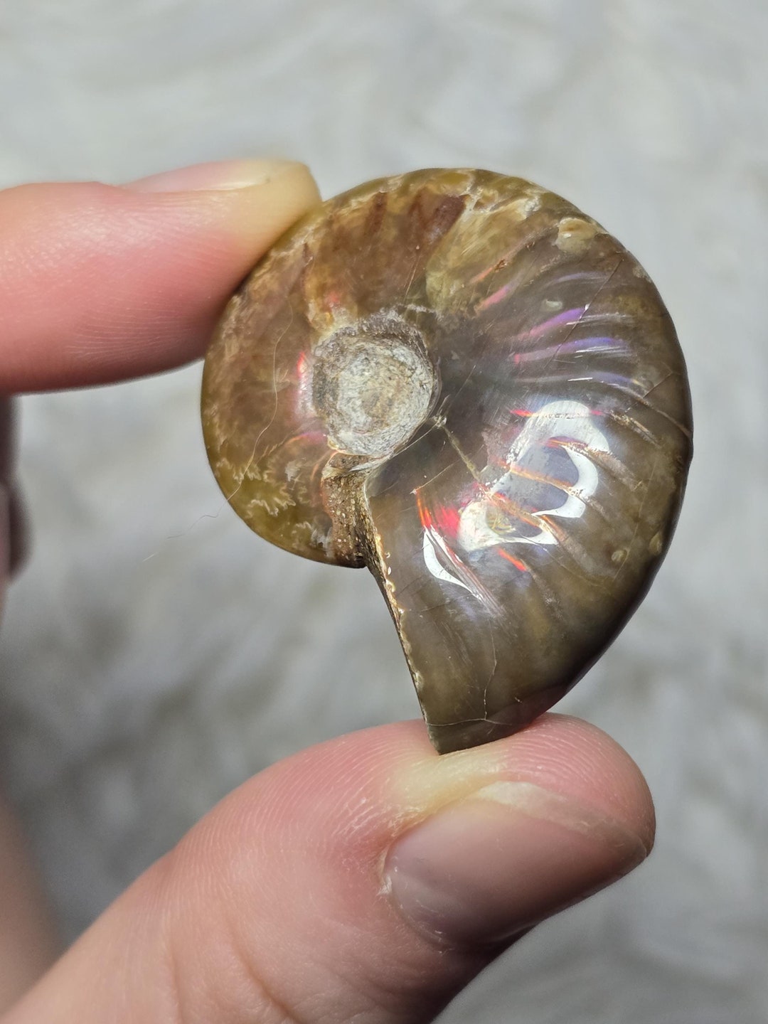 Iridescent Rainbow Ammonite Shell, Cute Size, Red Rainbow Pattern, 72 ...