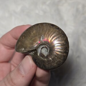 Iridescent Ammonite Shell, Cute Size, Red Rainbow Pattern, 72 Million ...