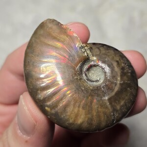 Iridescent Ammonite Shell, Cute Size, Red Rainbow Pattern, 72 Million ...