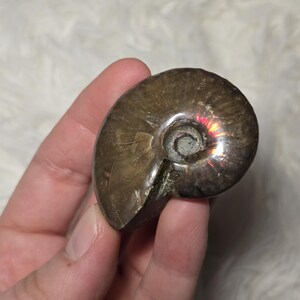 Iridescent Ammonite Shell, Cute Size, Red Rainbow Pattern, 72 Million ...