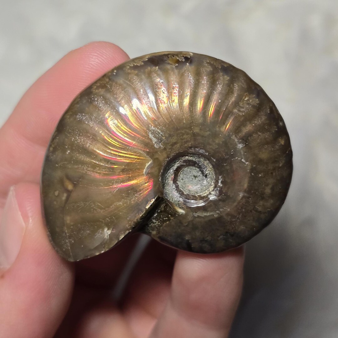 Iridescent Ammonite Shell, Cute Size, Red Rainbow Pattern, 72 Million ...