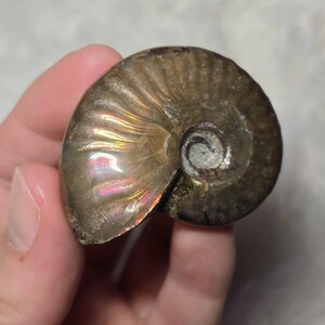 Iridescent Ammonite Shell, Cute Size, Red Rainbow Pattern, 72 Million ...
