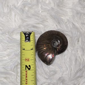 Iridescent Ammonite Shell, Cute Size, Red Rainbow Pattern, 72 Million ...