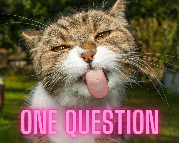 Any Questions Grumpy Cat