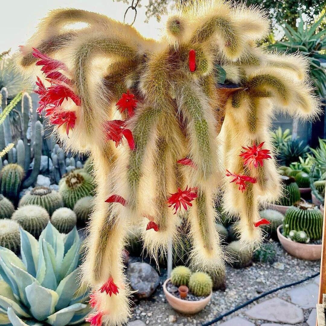 4 Monkey Tail Cactus Cleistocactus Colademononis - Etsy