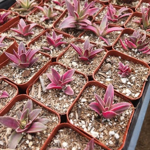 Crassula Capitella Thysiflora 'pink Dragon' Shark-tooth Succulent Plant ...