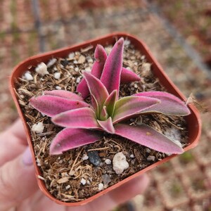 Crassula Capitella Thysiflora 'pink Dragon' Shark-tooth Succulent Plant ...
