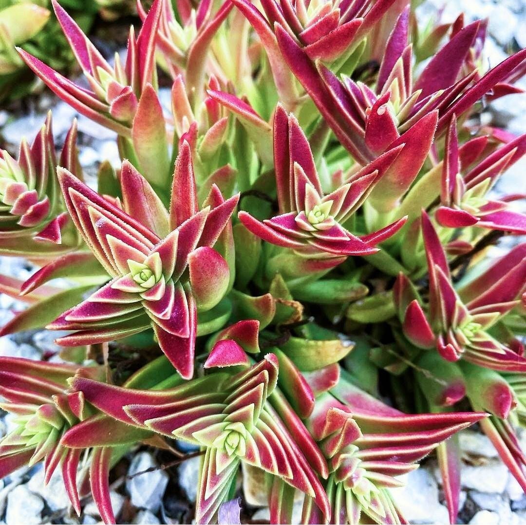 Crassula Capitella Thysiflora 'pink Dragon' Shark-tooth Succulent Plant ...