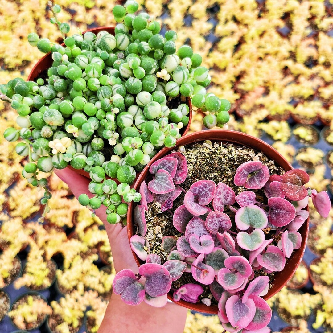 4 Pot Variegated String of Hearts, VSOH, Variegated String of Pearl ...