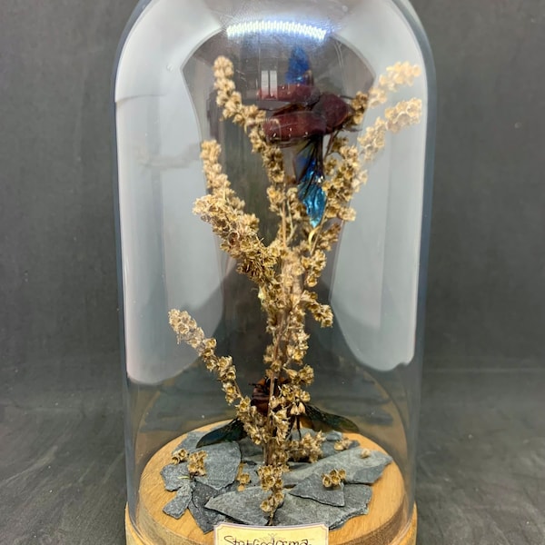 Insect Diorama - Etsy