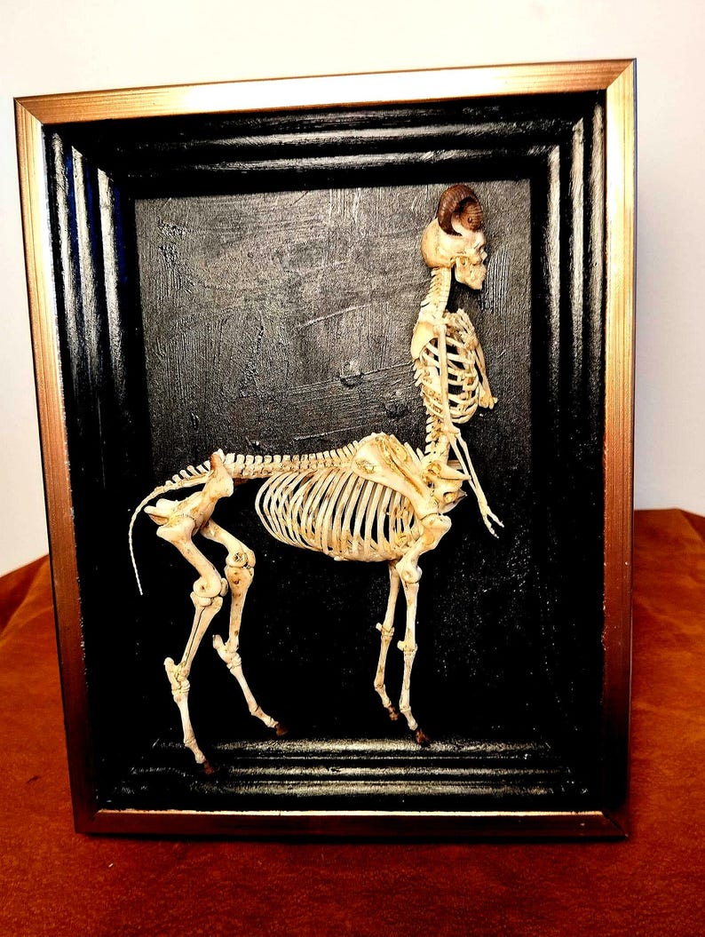 Centaur Skeleton in a Frame, Cabinet of Curiosities - Etsy