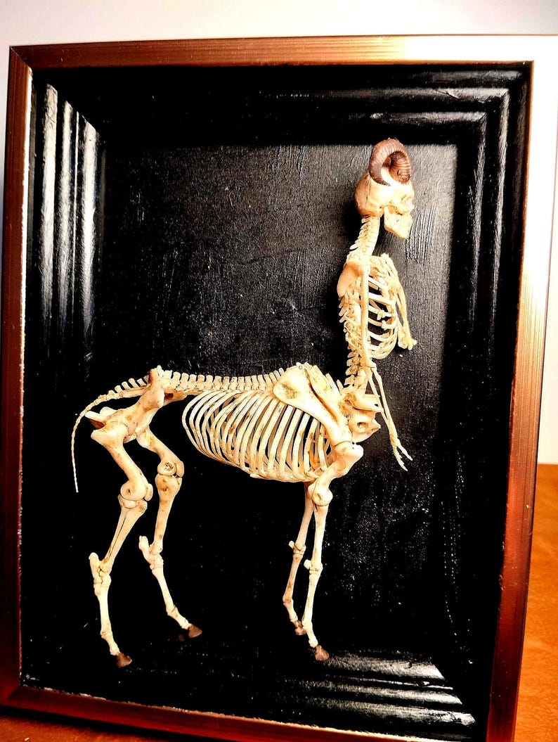 Centaur Skeleton in a Frame, Cabinet of Curiosities - Etsy