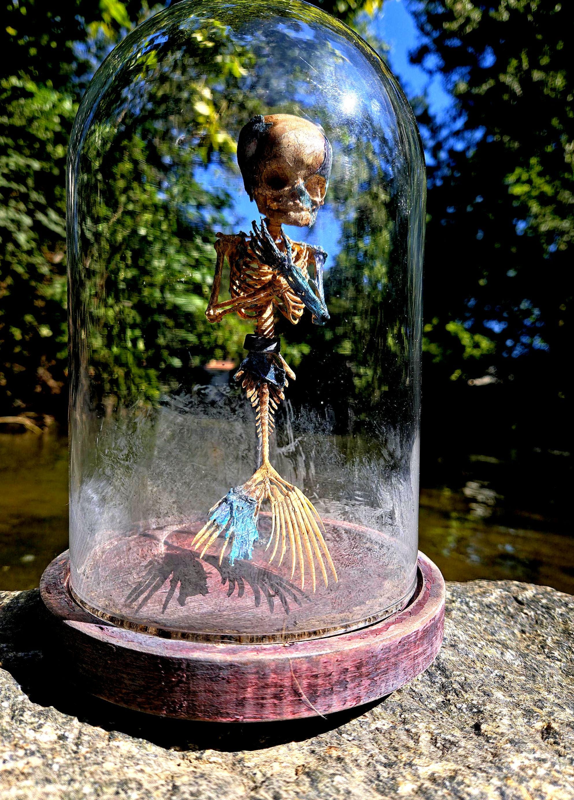 Mummified Mermaid Fetus/skeleton, Cabinet of Curiosities. - Etsy
