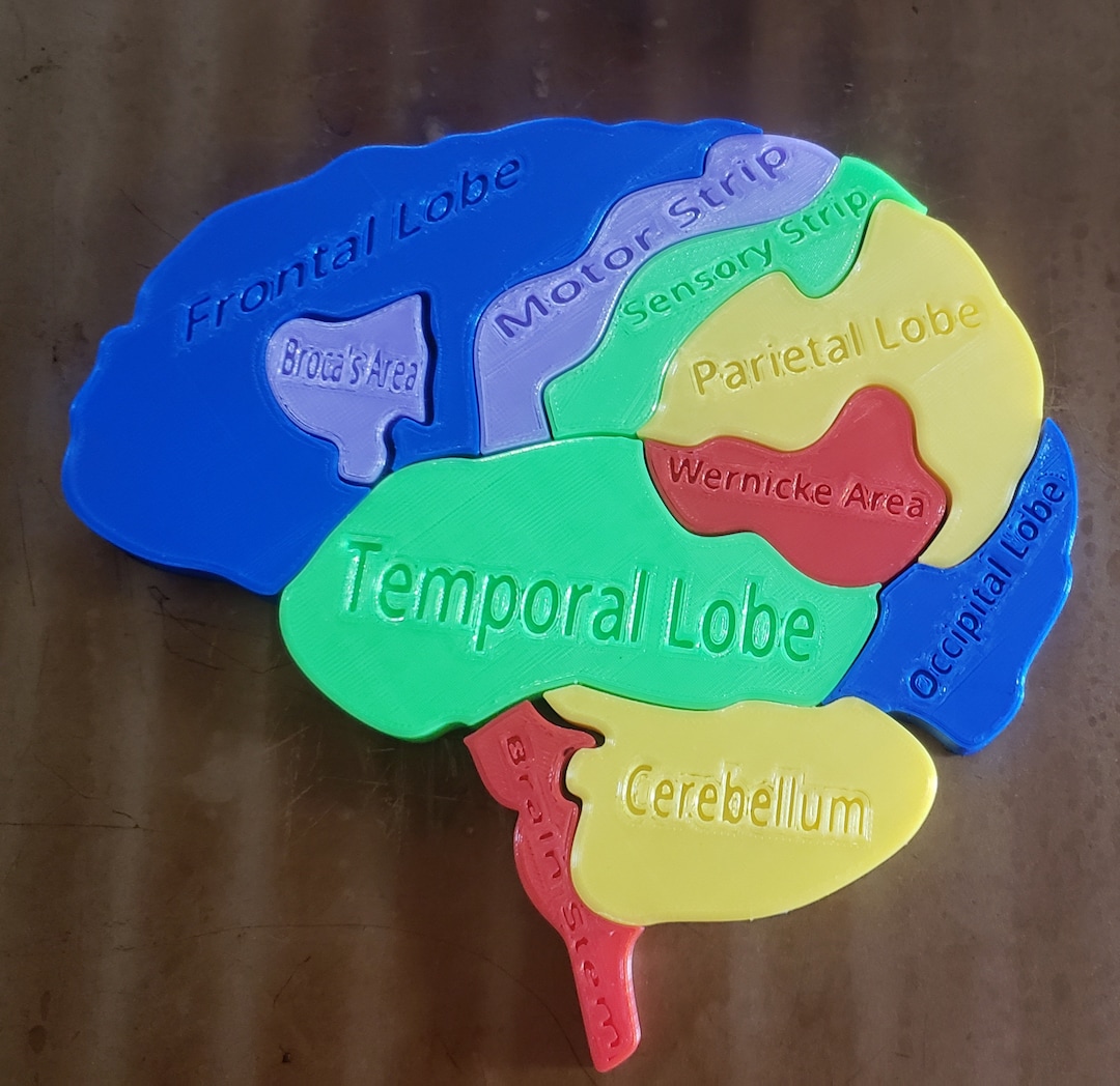 Brain Anatomy Puzzle With Labels - Etsy