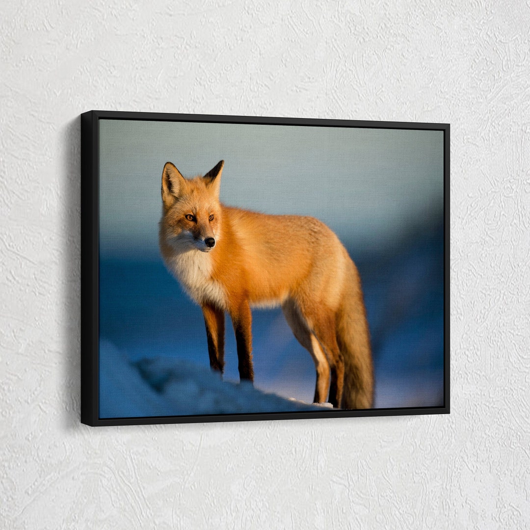Thoughtful Fox, Fox Canvas Wall Art, Nature Life Canvas, Nature Canvas ...