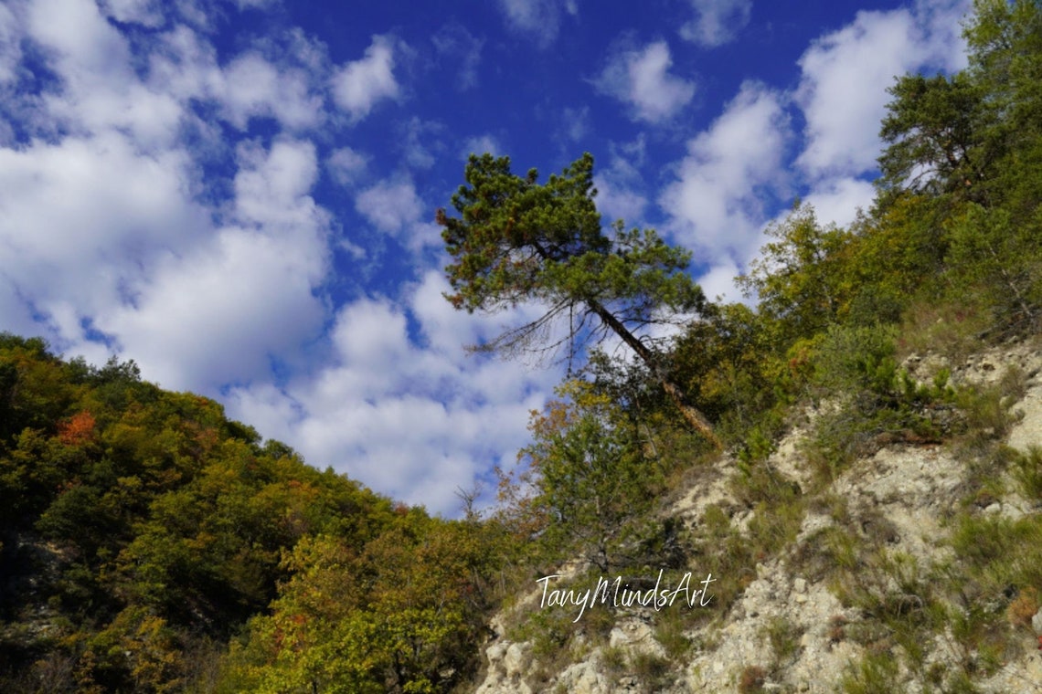 Sloping Tree Photography | Printable Digital Download | Mountain Wall ...