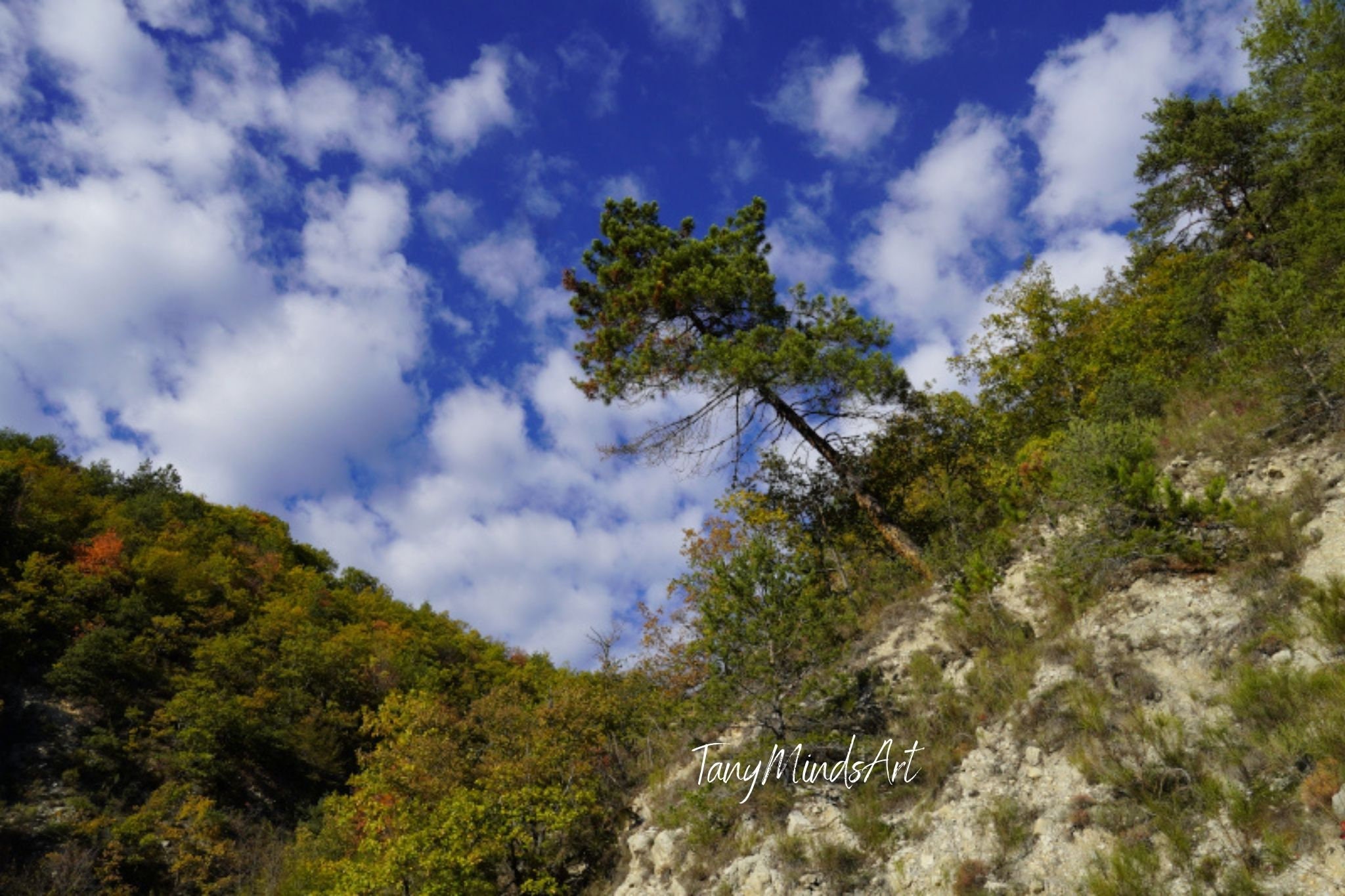 Sloping Tree Photography | Printable Digital Download | Mountain Wall ...