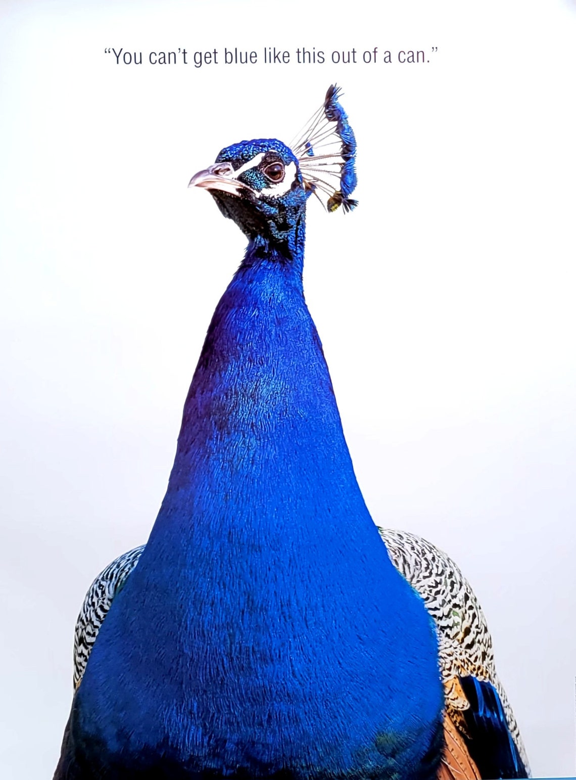 Large Format 23 X 30 High Quality Print Offset Lithography POSTER - Etsy