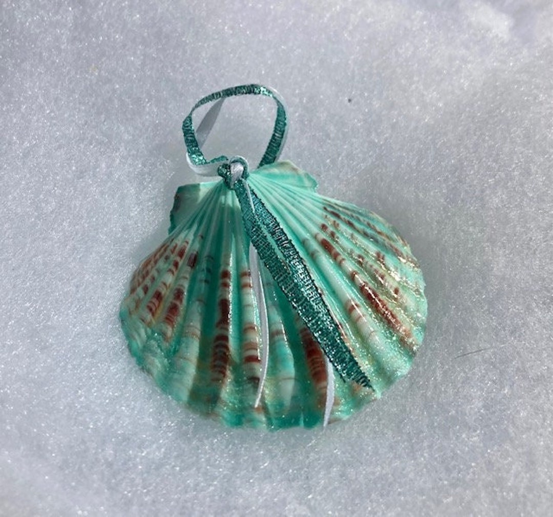 REAL Seashells Aqua Set of 4 - Etsy