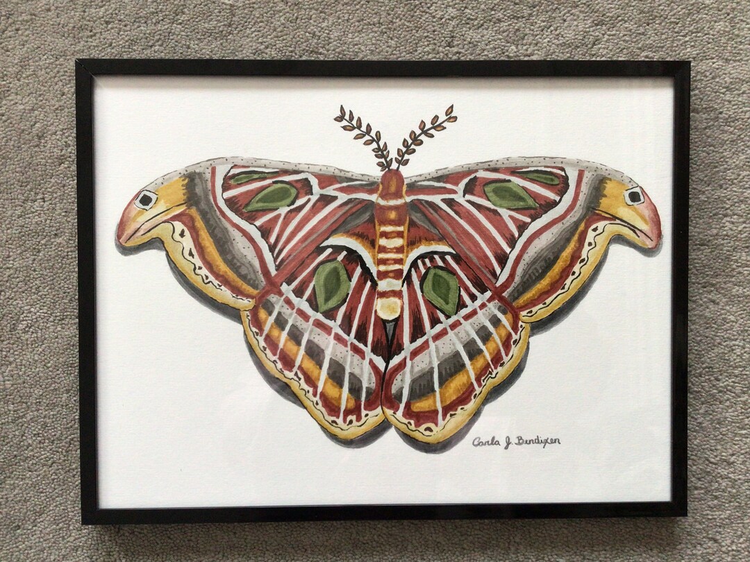 Atlas Moth Framed Original Artwork, 9” by 12” Felt Pen Drawing, Nature ...