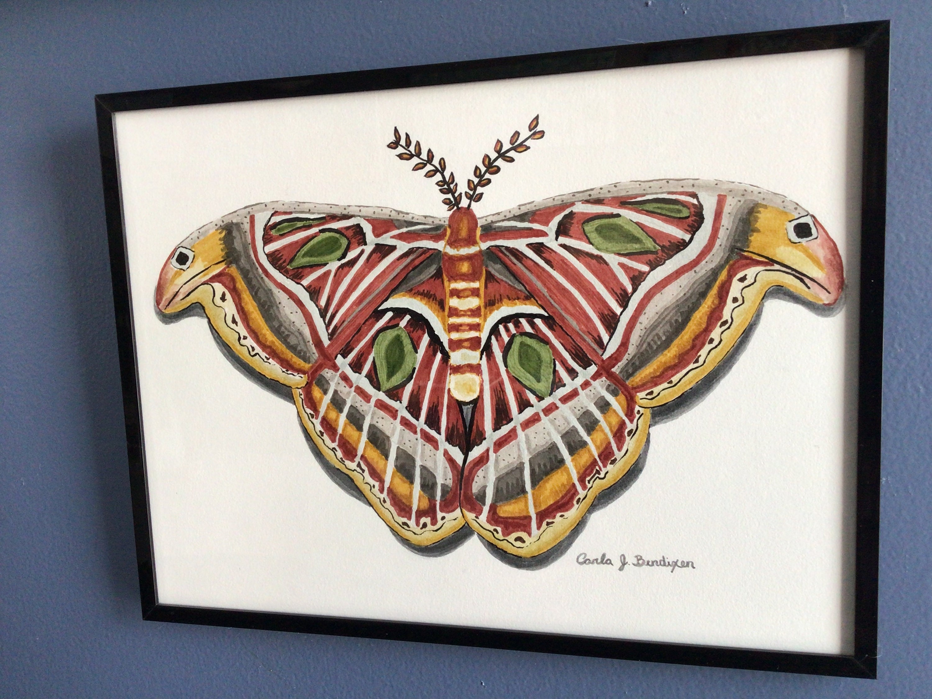 Atlas Moth Framed Original Artwork, 9 by 12 Felt Pen Drawing, Nature ...