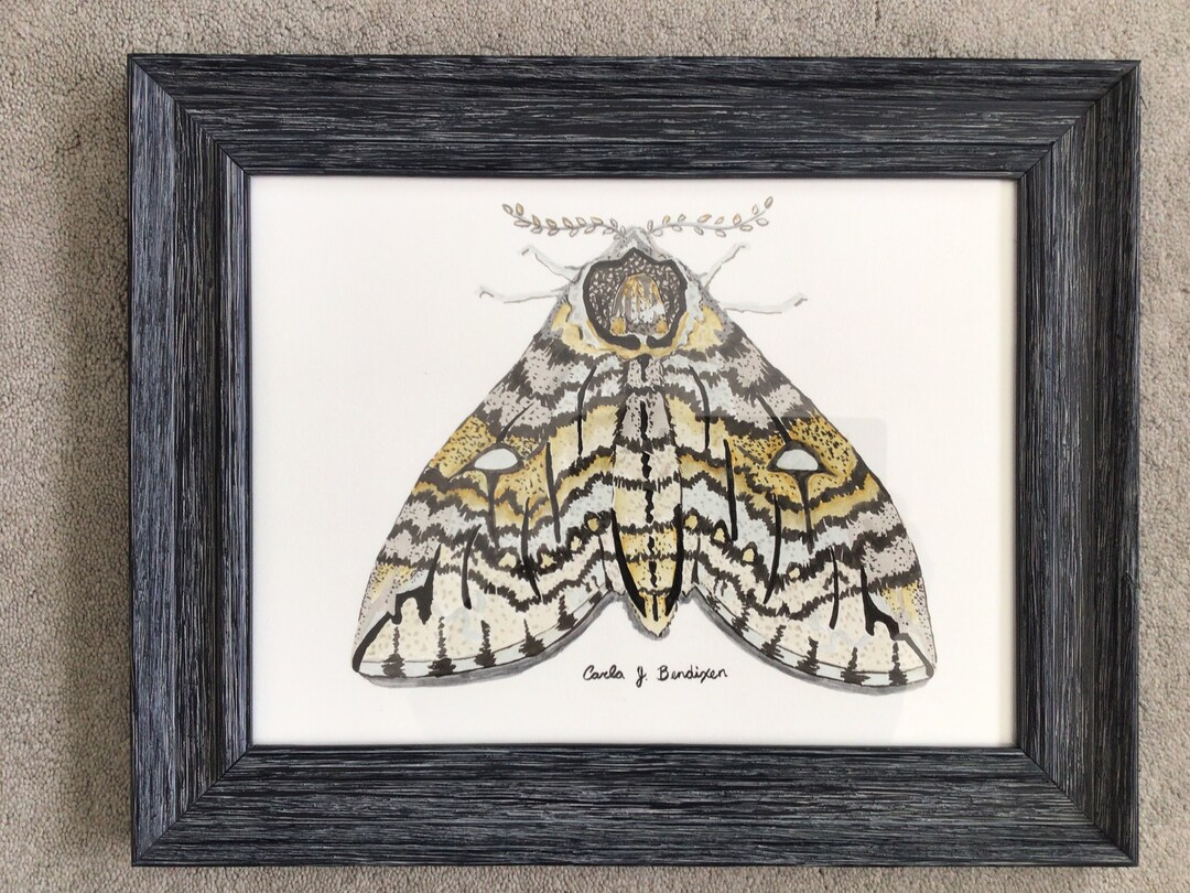 Framed Art Wavy Sphinx Moth, Original Felt Pen Artwork 9” by 12” Nature ...