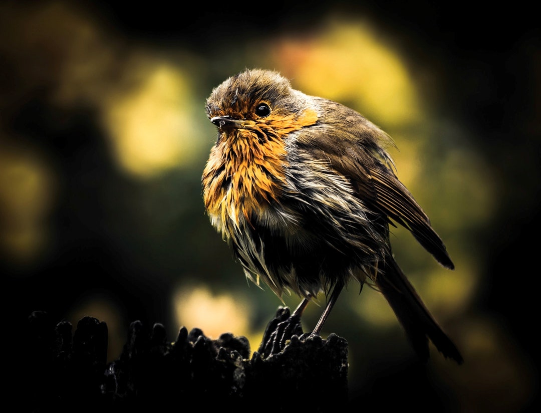 Robin Print Unframed With 20mm White Border for Mount - Etsy