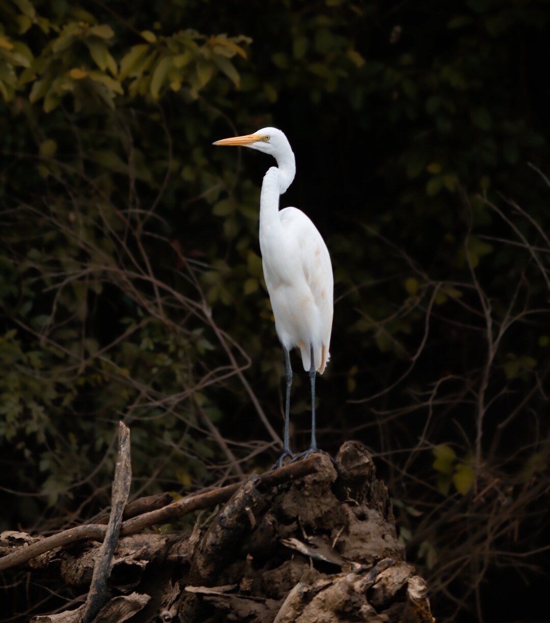 Australian Waterbird Wildlife Photography Download - Etsy