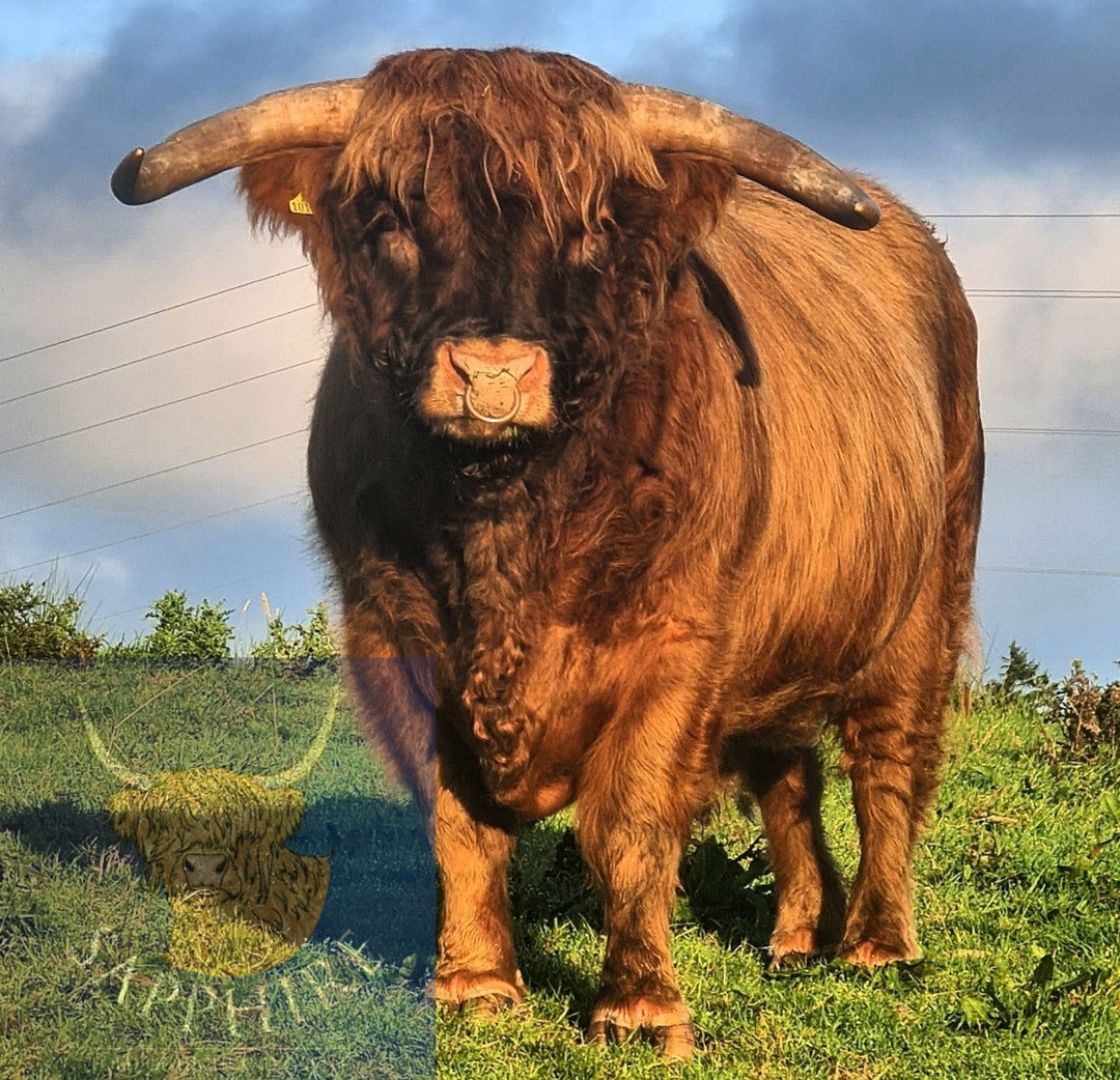 Highland Cow Canvas - Logan the Bull - Etsy