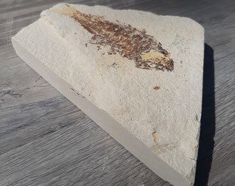 Real Authentic Fossilized Corax Shark Teeth 10 Piece Pack - Etsy