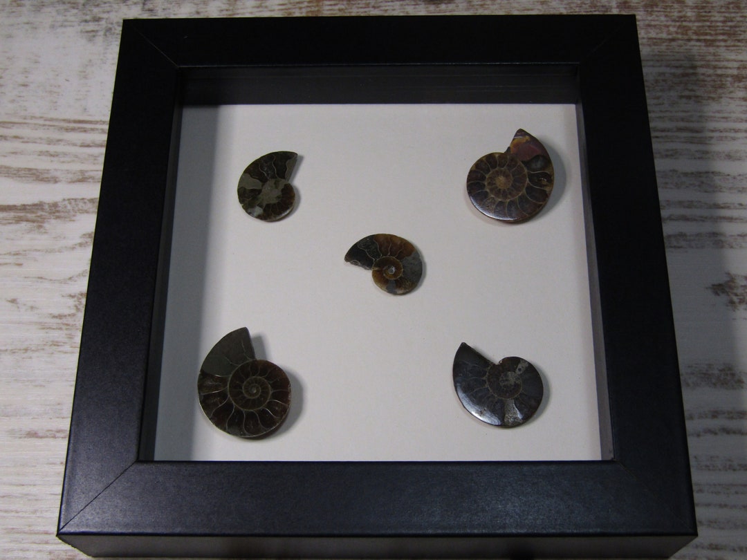 5 Mini Ammonite Fossils With 5x5 Black Display Frame - Etsy