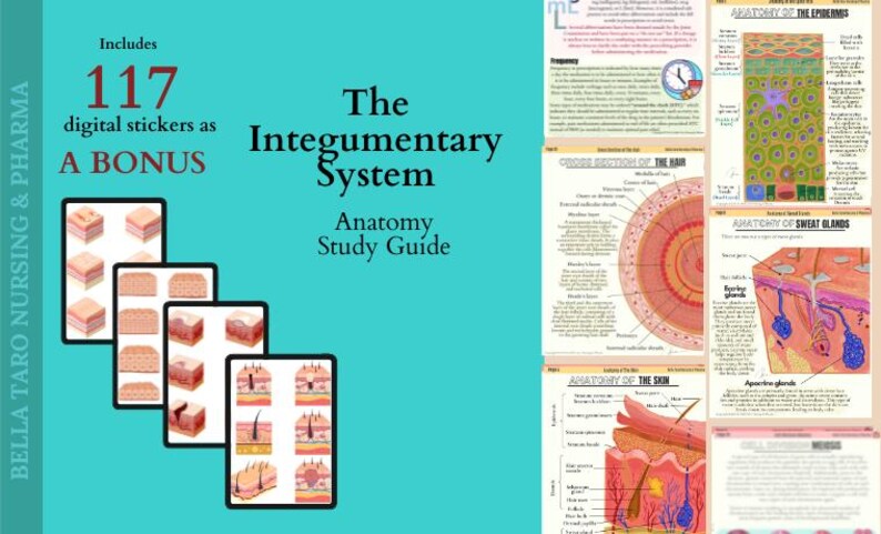 Skin Anatomy: Hand-drawn Human Integumentary System Bundle, BONUS FREE ...