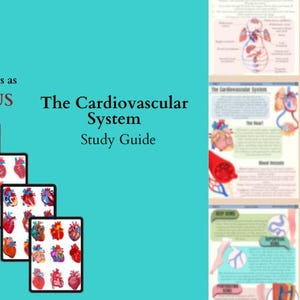 Cardiovascular System Notes, Cardiac Anatomy Study Guide, Heart Anatomy ...