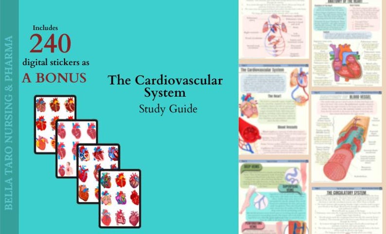 Cardiovascular System Notes, Cardiac Anatomy Study Guide, Heart Anatomy ...