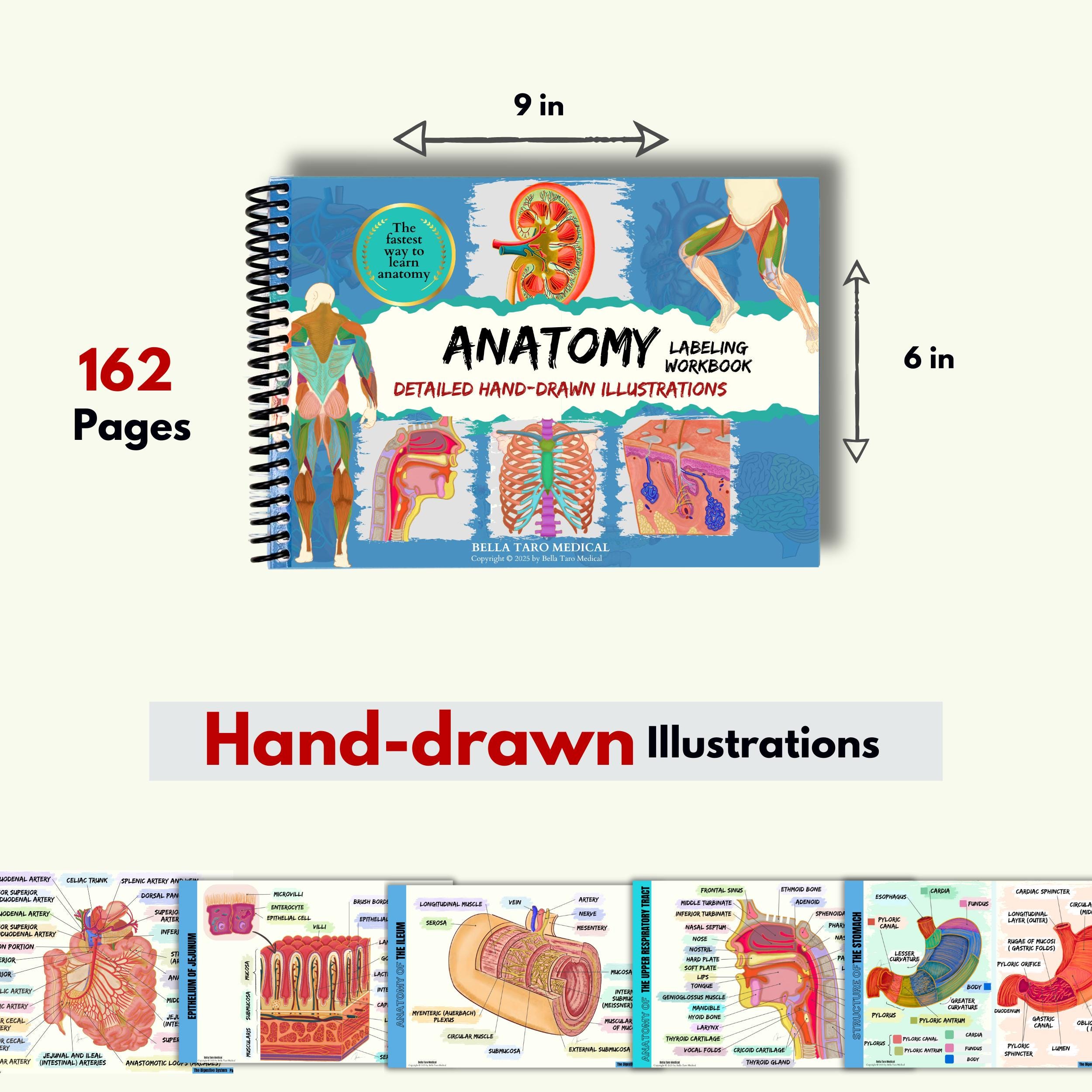 Anatomy Labeling Workbook: Hand-drawn Anatomy and Physiology Notes | A ...