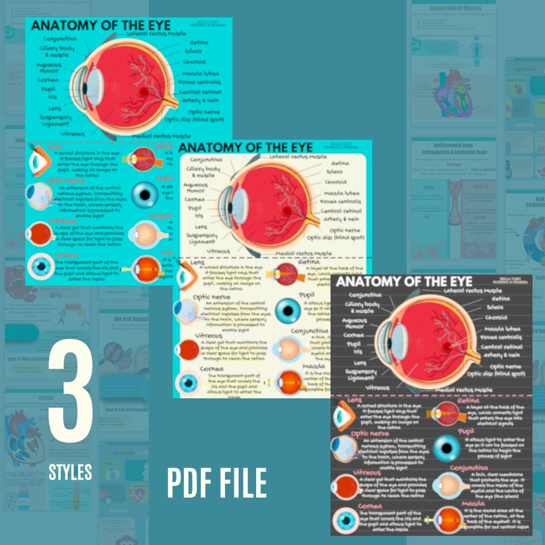 Anatomy of the Eye Study Note | Eye Anatomy Cheat Sheet | Biology ...