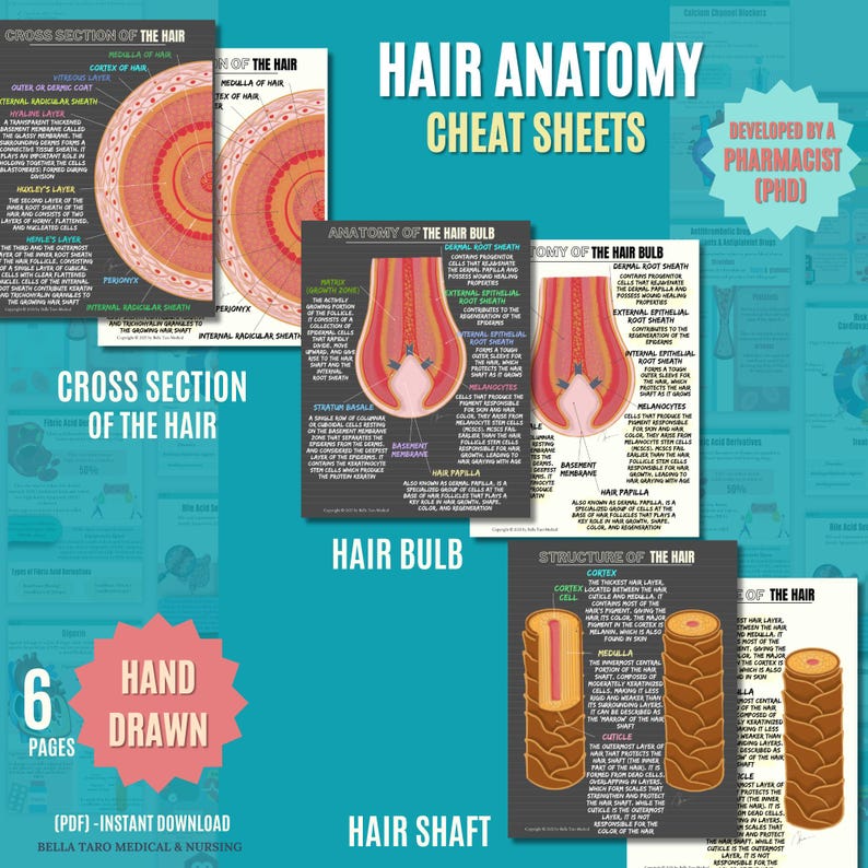 Hair Anatomy Cheat Sheets | Hand-drawn Hair Structure PDF | Hair ...