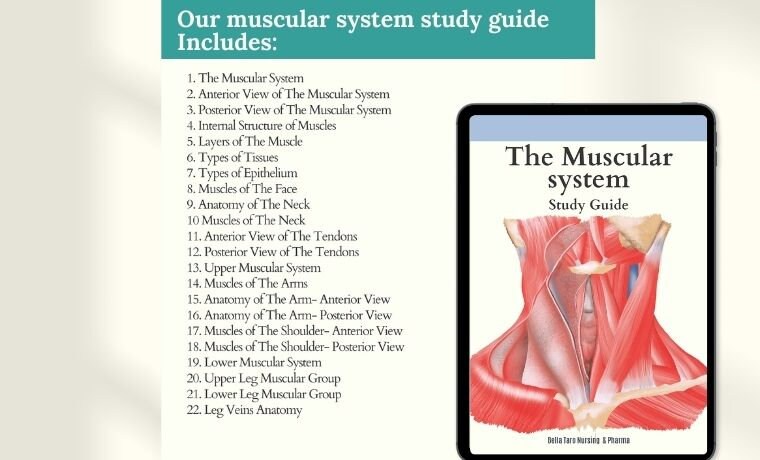 Muscular System Notes, Muscle Anatomy Study Guide, Include Major ...