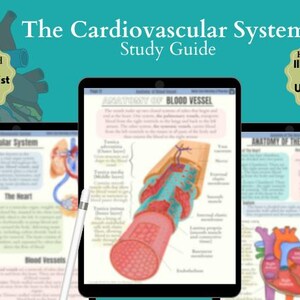 Cardiovascular System Notes, Cardiac Anatomy Study Guide, Heart Anatomy ...